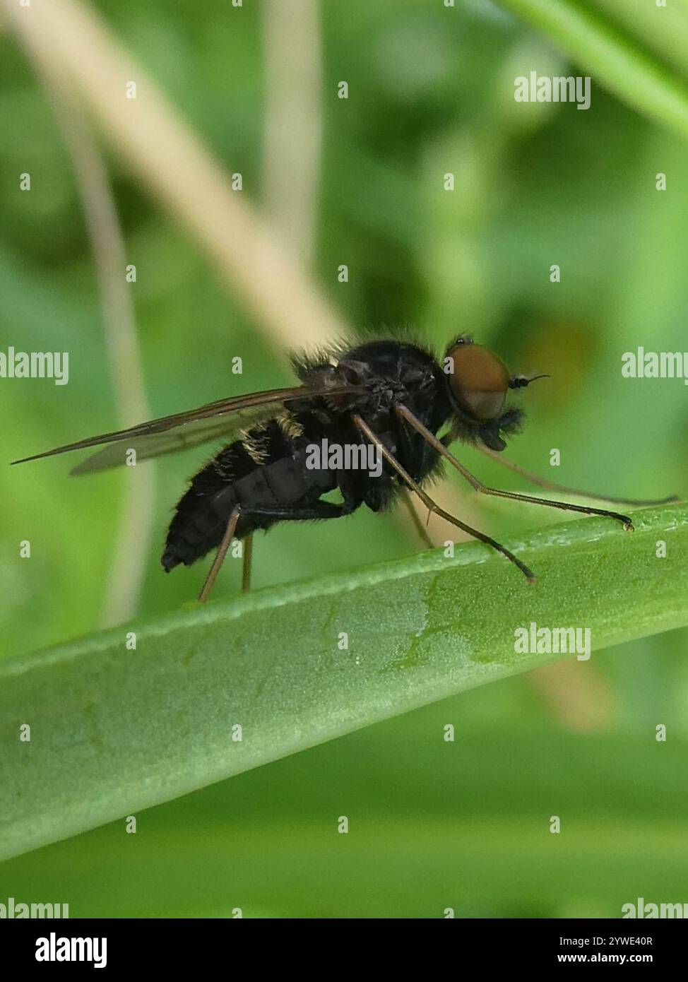Snipe Flies (Rhagionidae Stock Photo - Alamy