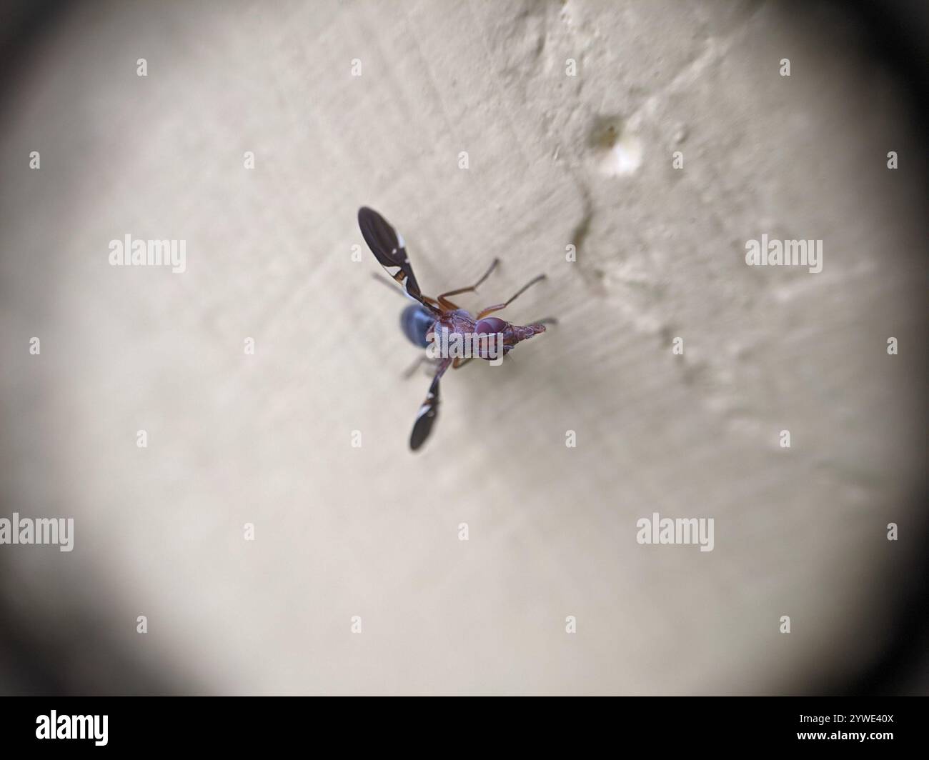 Common Picture-winged Fly (Delphinia picta Stock Photo - Alamy