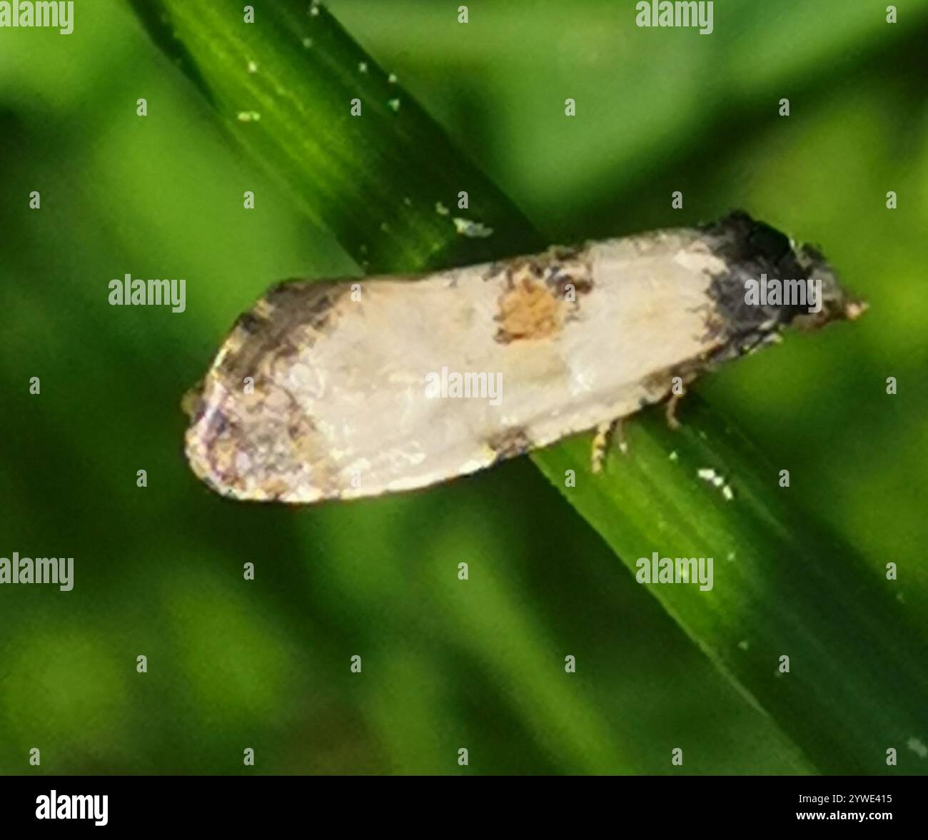 Little Conch (Neocochylis dubitana Stock Photo - Alamy