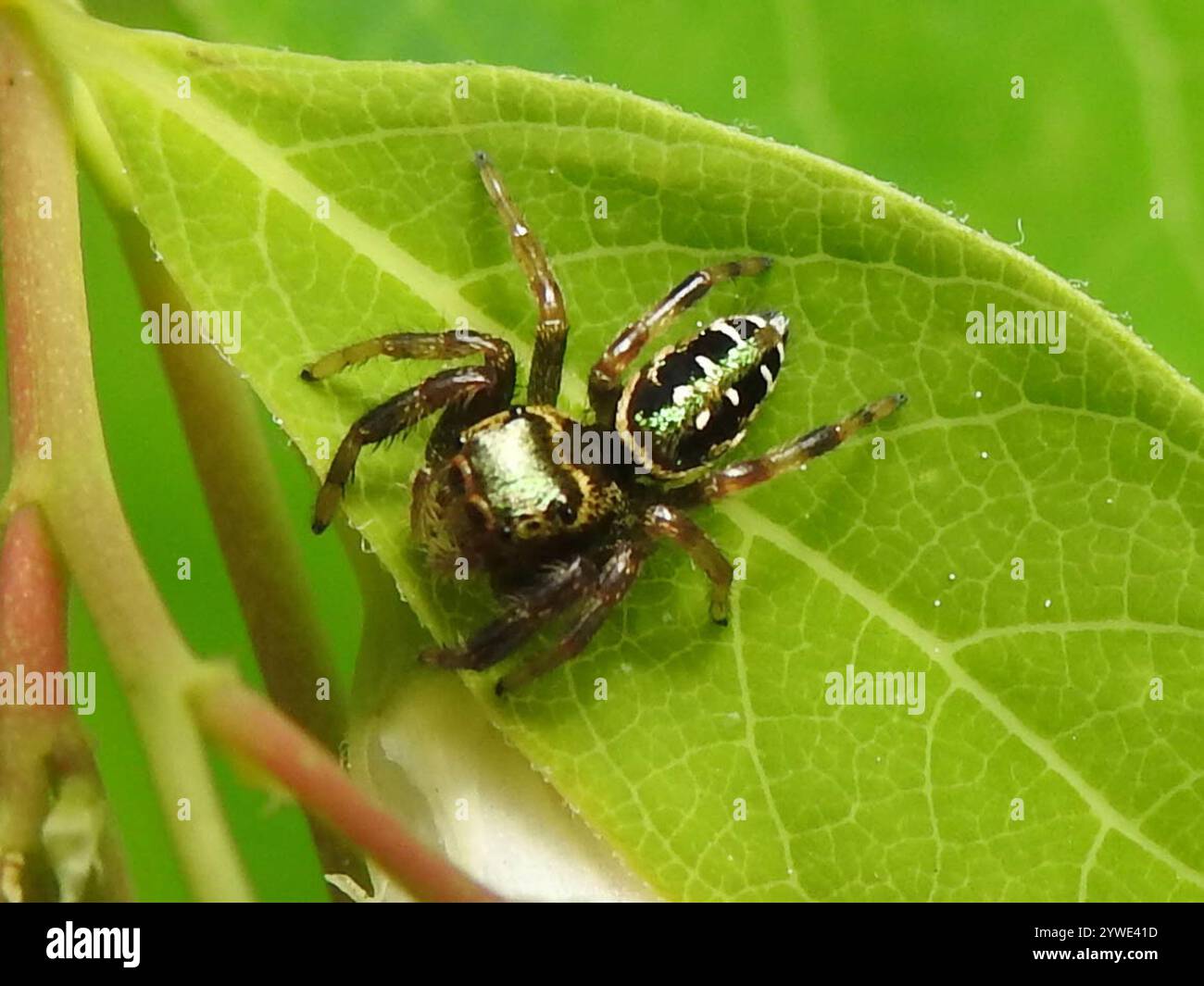 Golden Jumping Spider (Paraphidippus aurantius Stock Photo - Alamy