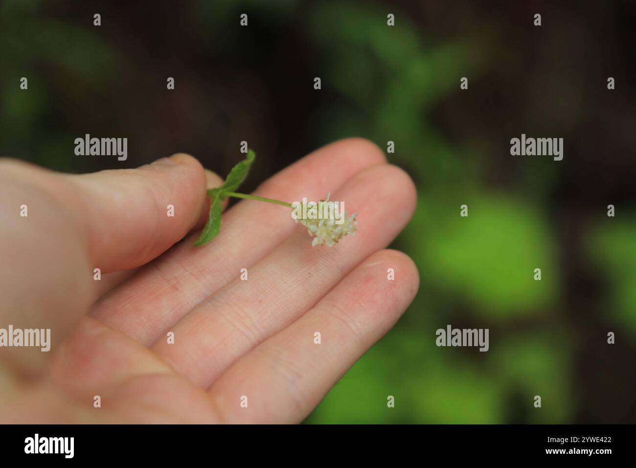 modesty (Whipplea modesta Stock Photo - Alamy