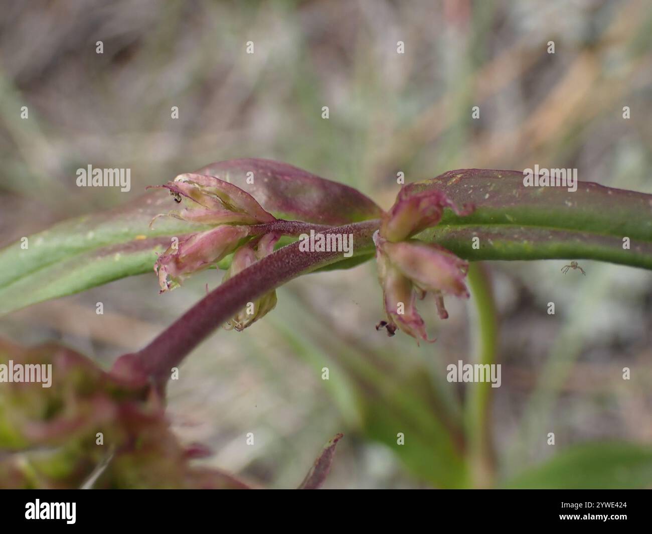 Yellow Beardtongue (Penstemon confertus Stock Photo - Alamy