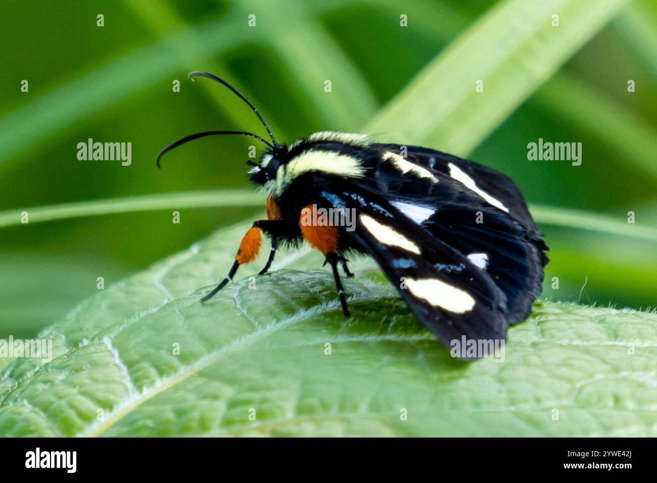 Eight-spotted Forester Moth (Alypia octomaculata Stock Photo - Alamy