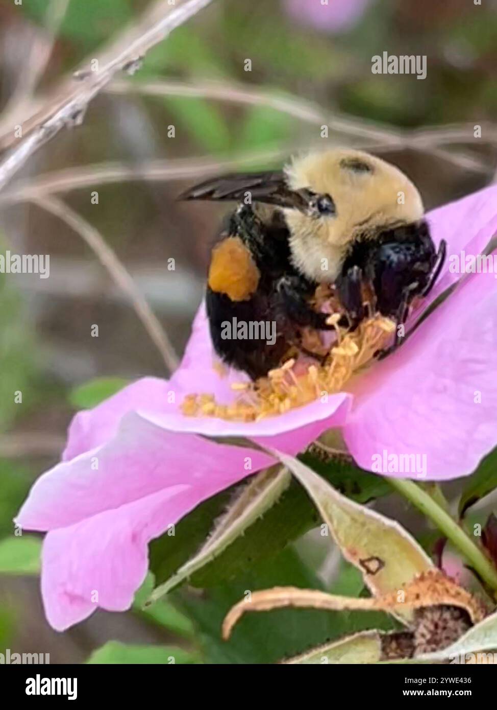 Brown-belted Bumble Bee (Bombus griseocollis Stock Photo - Alamy