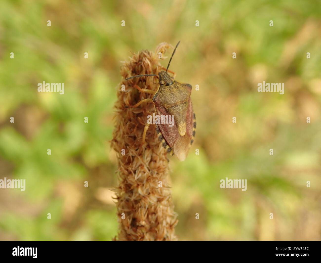 Black-shouldered Shieldbug (Carpocoris purpureipennis Stock Photo - Alamy