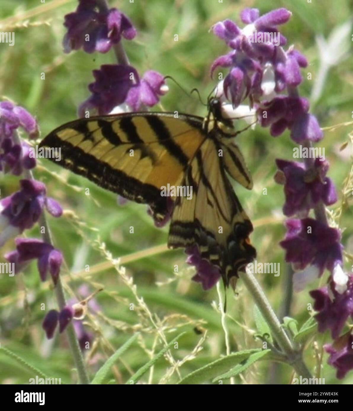 Western Tiger Swallowtail (Papilio rutulus Stock Photo - Alamy