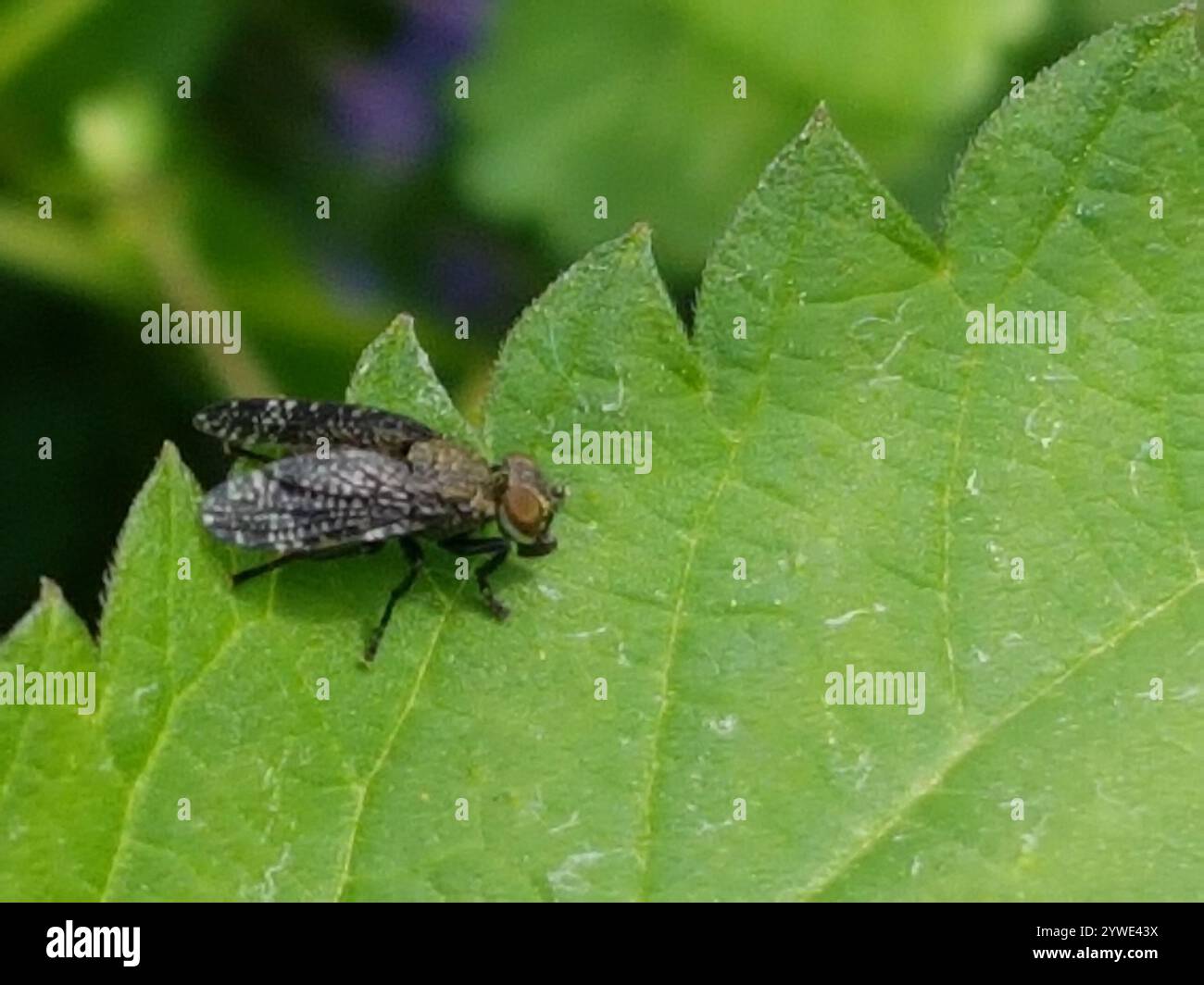 Dancing Kiss Fly (Platystoma seminationis Stock Photo - Alamy