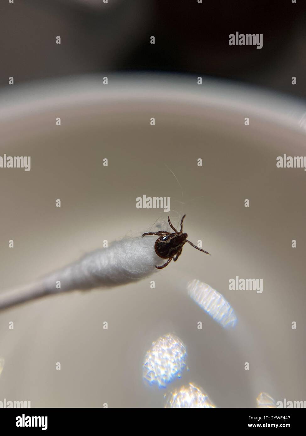 American Dog Tick (Dermacentor variabilis Stock Photo - Alamy