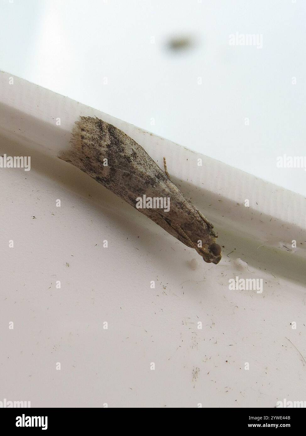 Tobacco moth (Ephestia elutella Stock Photo - Alamy