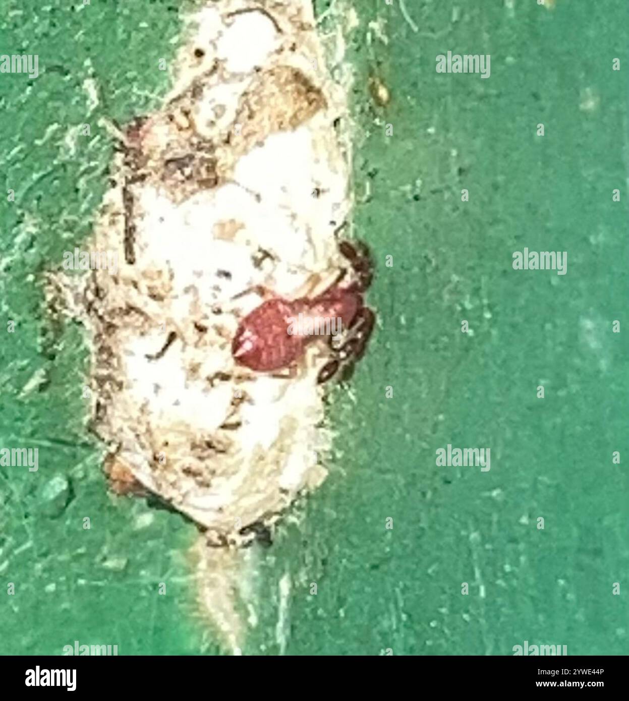 True Bugs (Heteroptera Stock Photo - Alamy