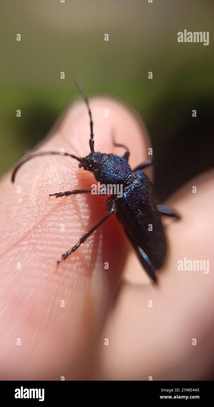 Violet tanbark beetle (Callidium violaceum Stock Photo - Alamy