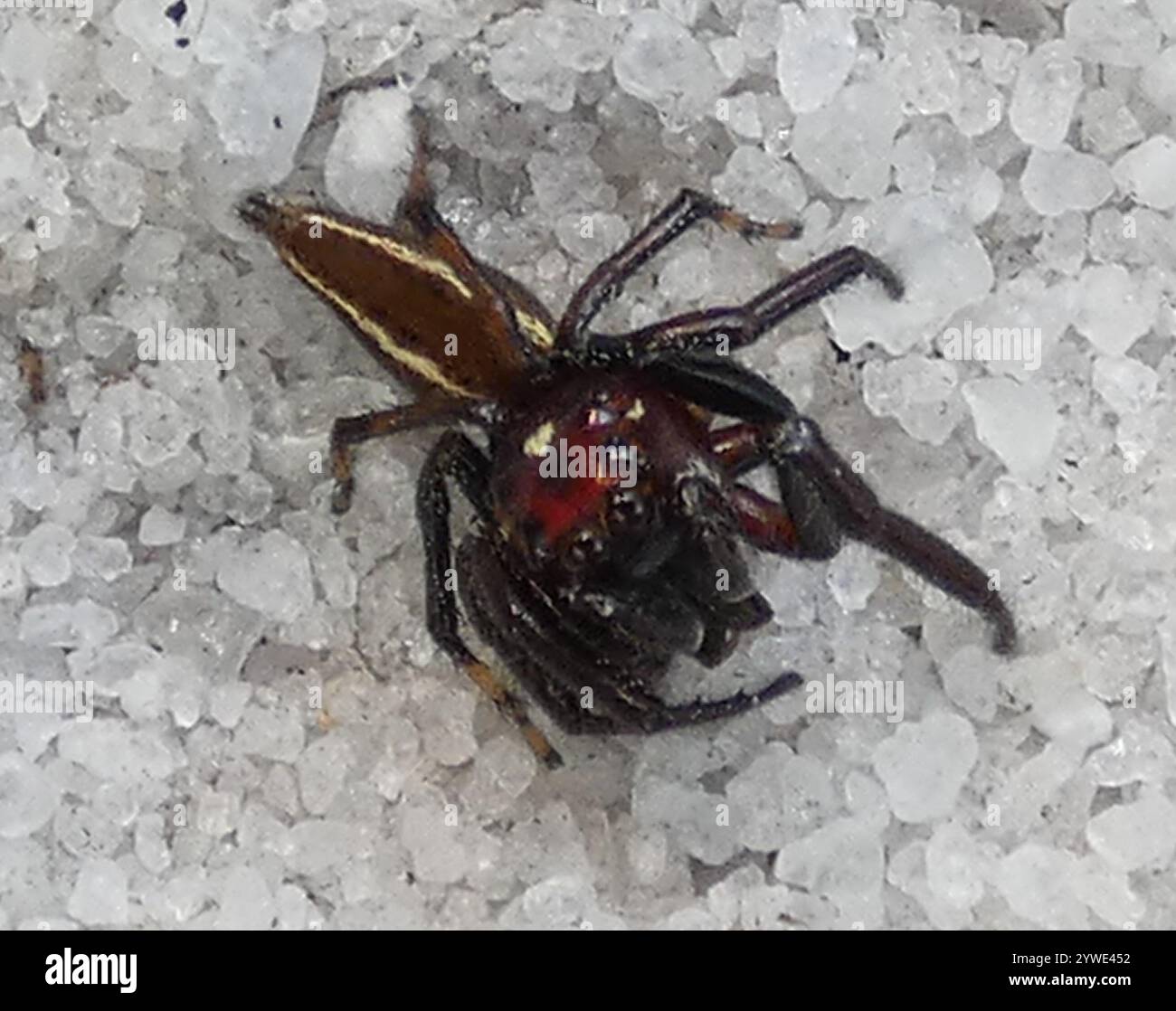 Sylvan Jumping Spider (Colonus sylvanus Stock Photo - Alamy