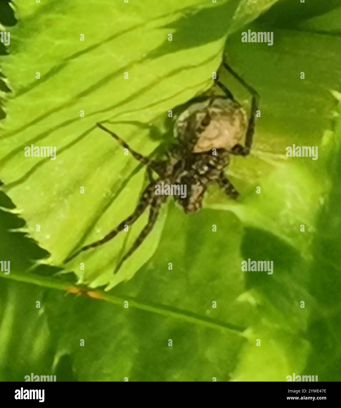Thin-legged Wolf Spiders (Pardosa Stock Photo - Alamy