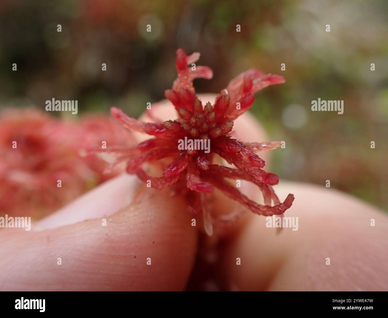 Red Peatmoss (Sphagnum rubellum Stock Photo - Alamy