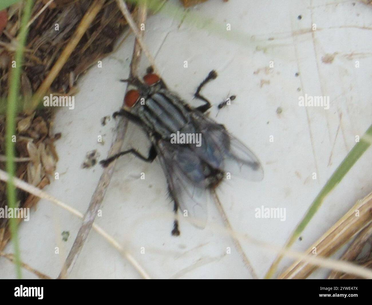 Common Flesh Flies (Sarcophaga Stock Photo - Alamy
