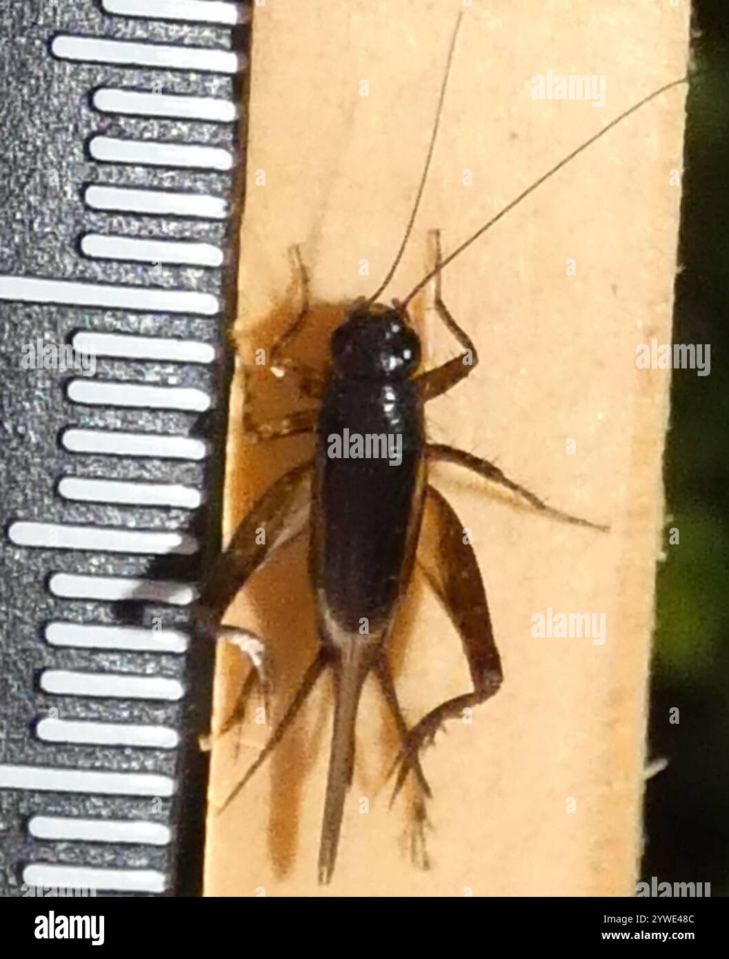 Small Ground Crickets (Neonemobius Stock Photo - Alamy