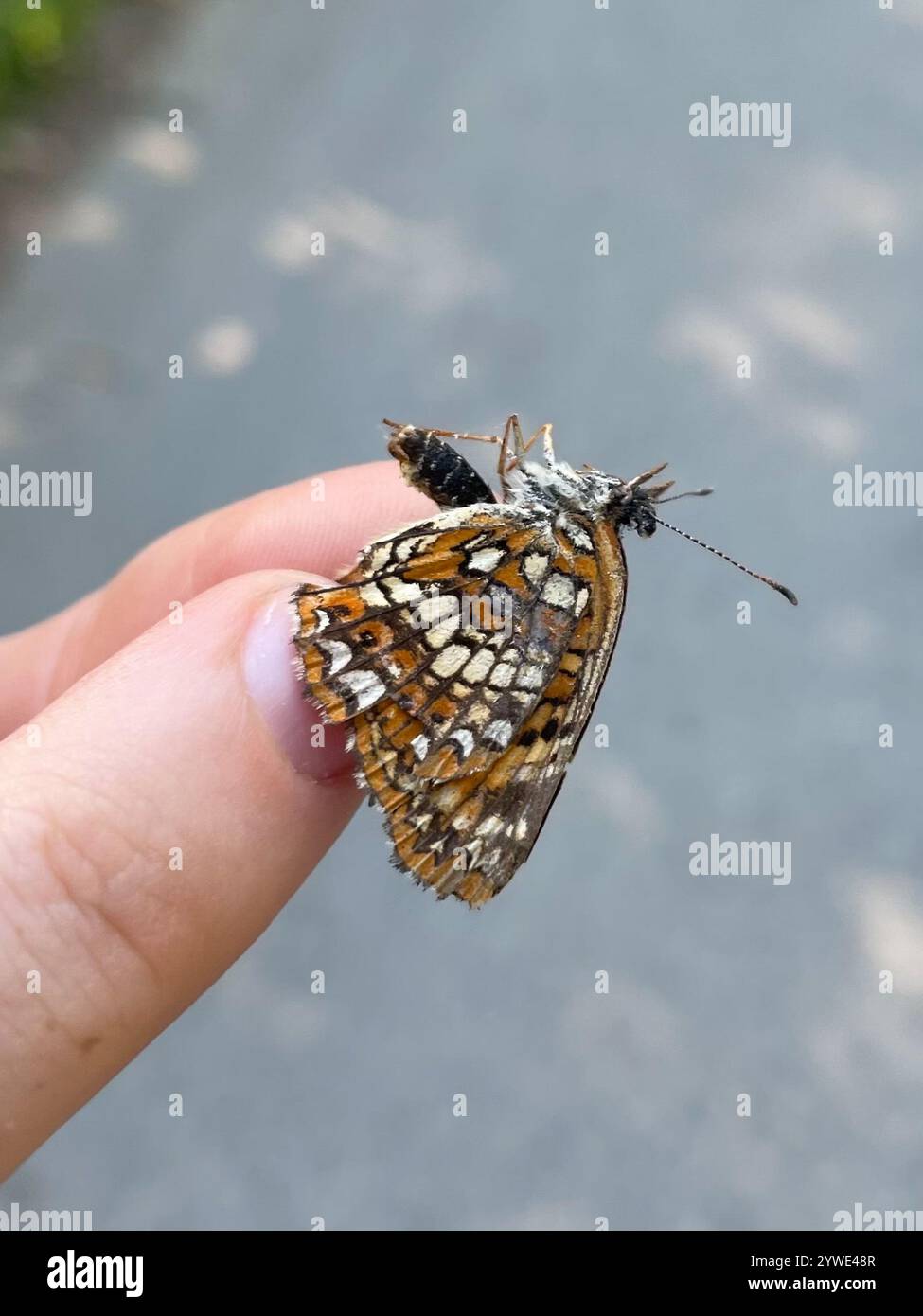 Chlosyne harrisii hi-res stock photography and images - Alamy