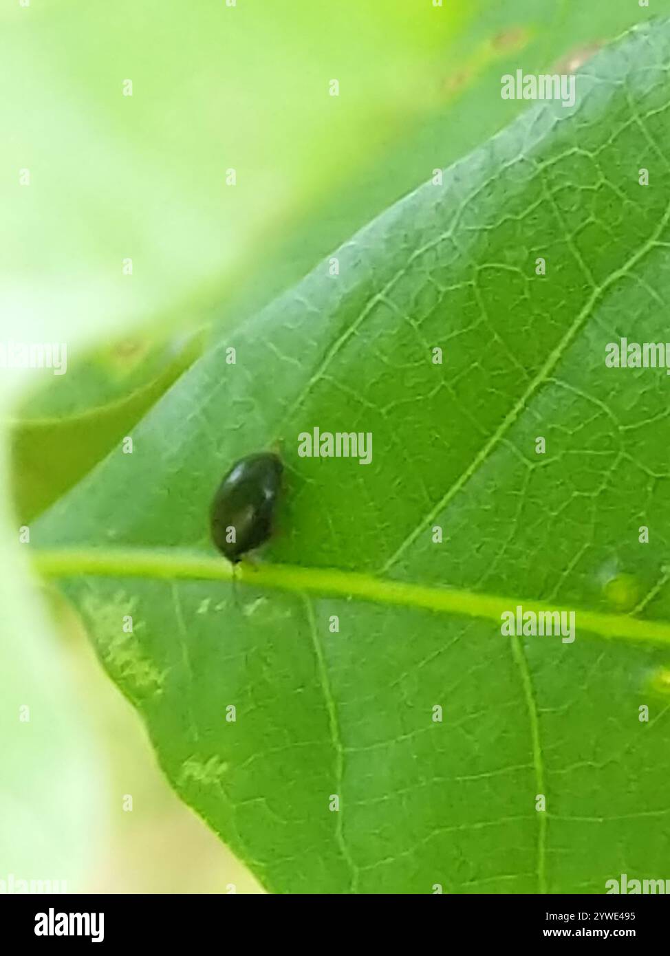 Flea Beetles (Alticini Stock Photo - Alamy