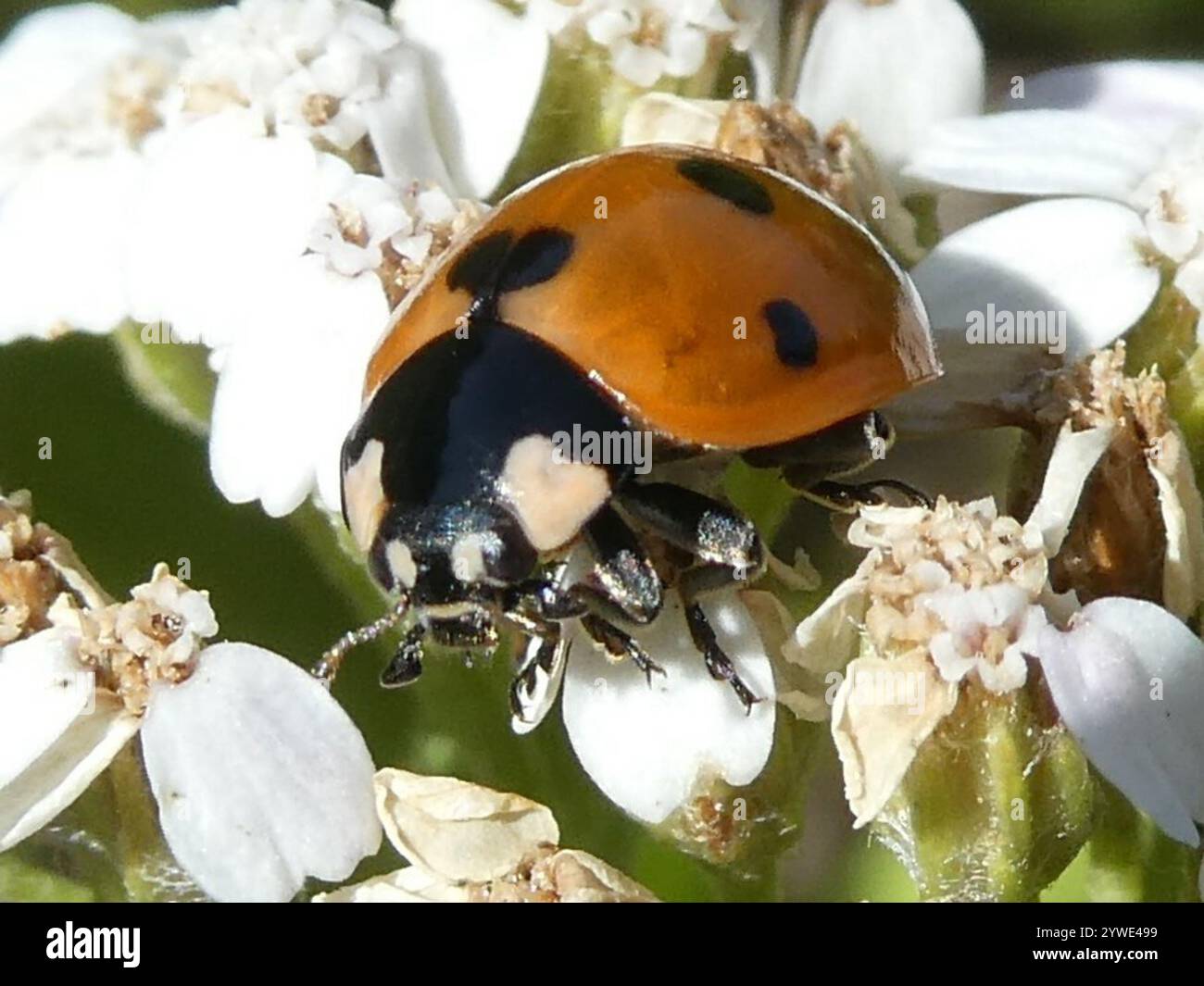 Seven-spotted Lady Beetle (Coccinella septempunctata Stock Photo - Alamy