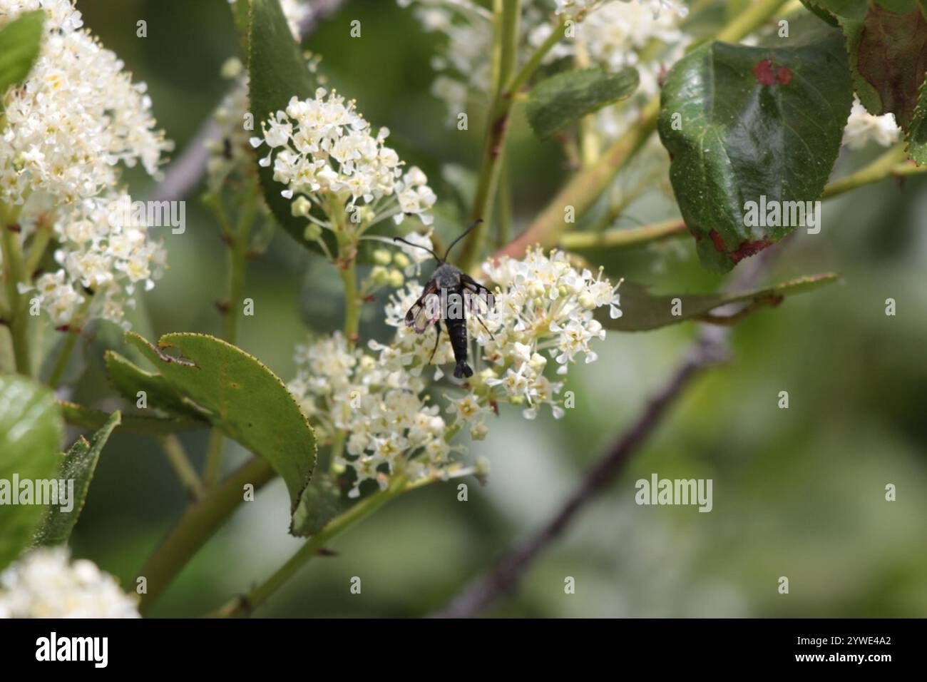 Fireweed Clearwing Moth (Albuna pyramidalis Stock Photo - Alamy