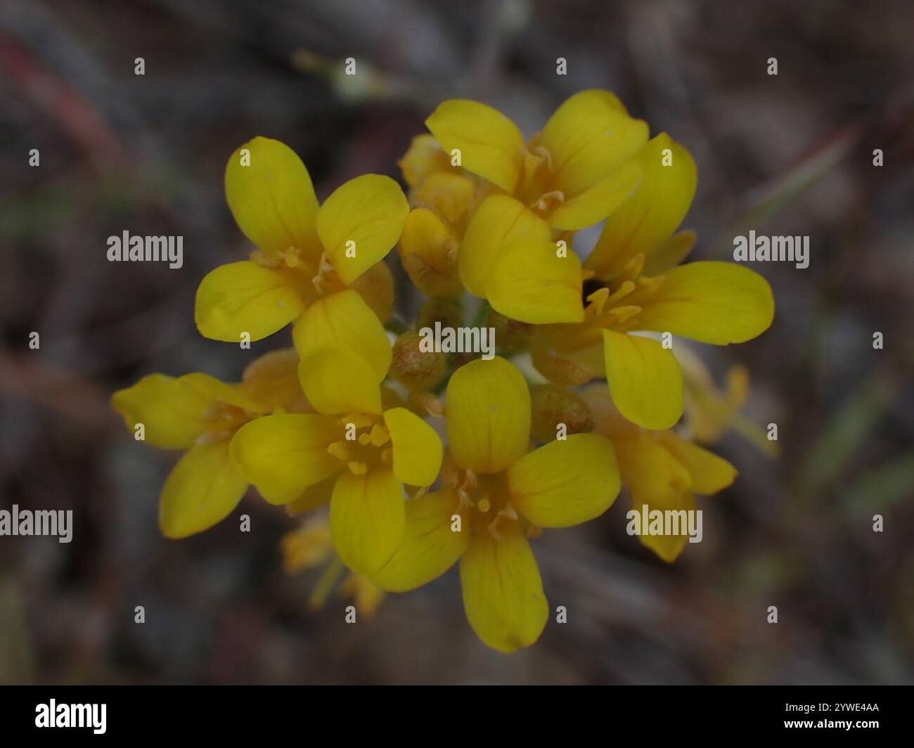 Douglas' Bladderpod (Physaria douglasii Stock Photo - Alamy