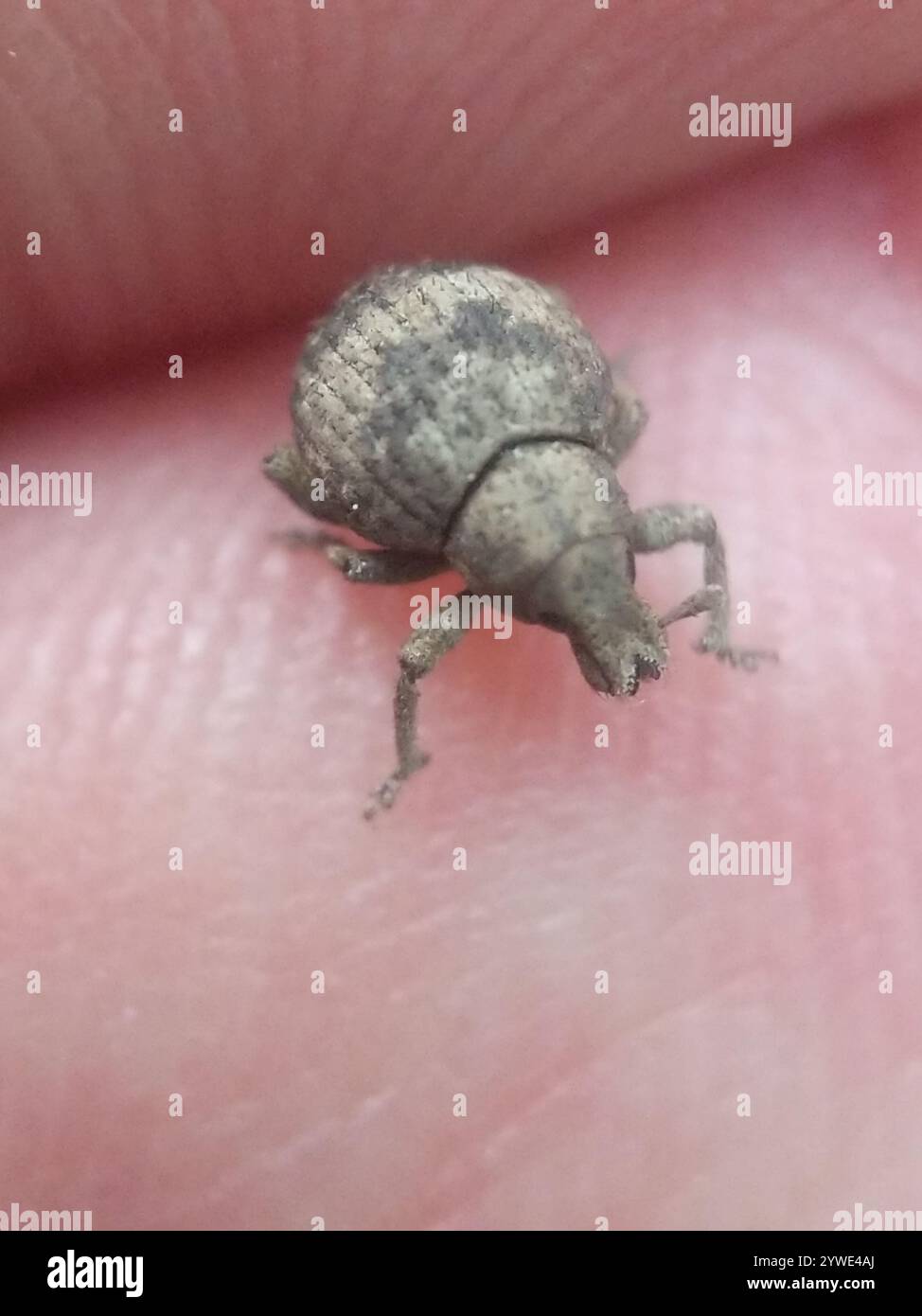 Two-banded Japanese Weevil (Pseudocneorhinus bifasciatus Stock Photo ...