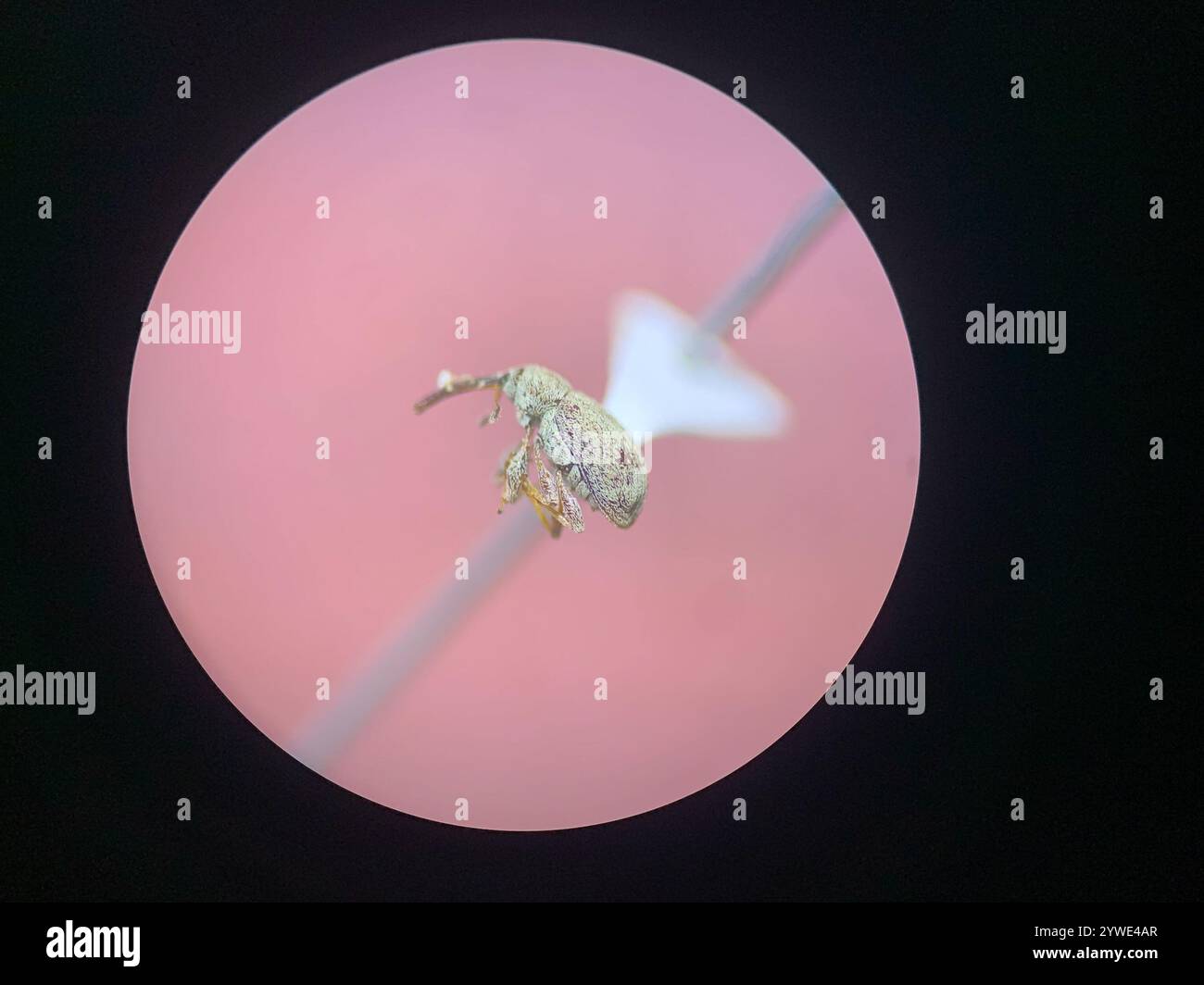 True Weevils (Curculionidae Stock Photo - Alamy