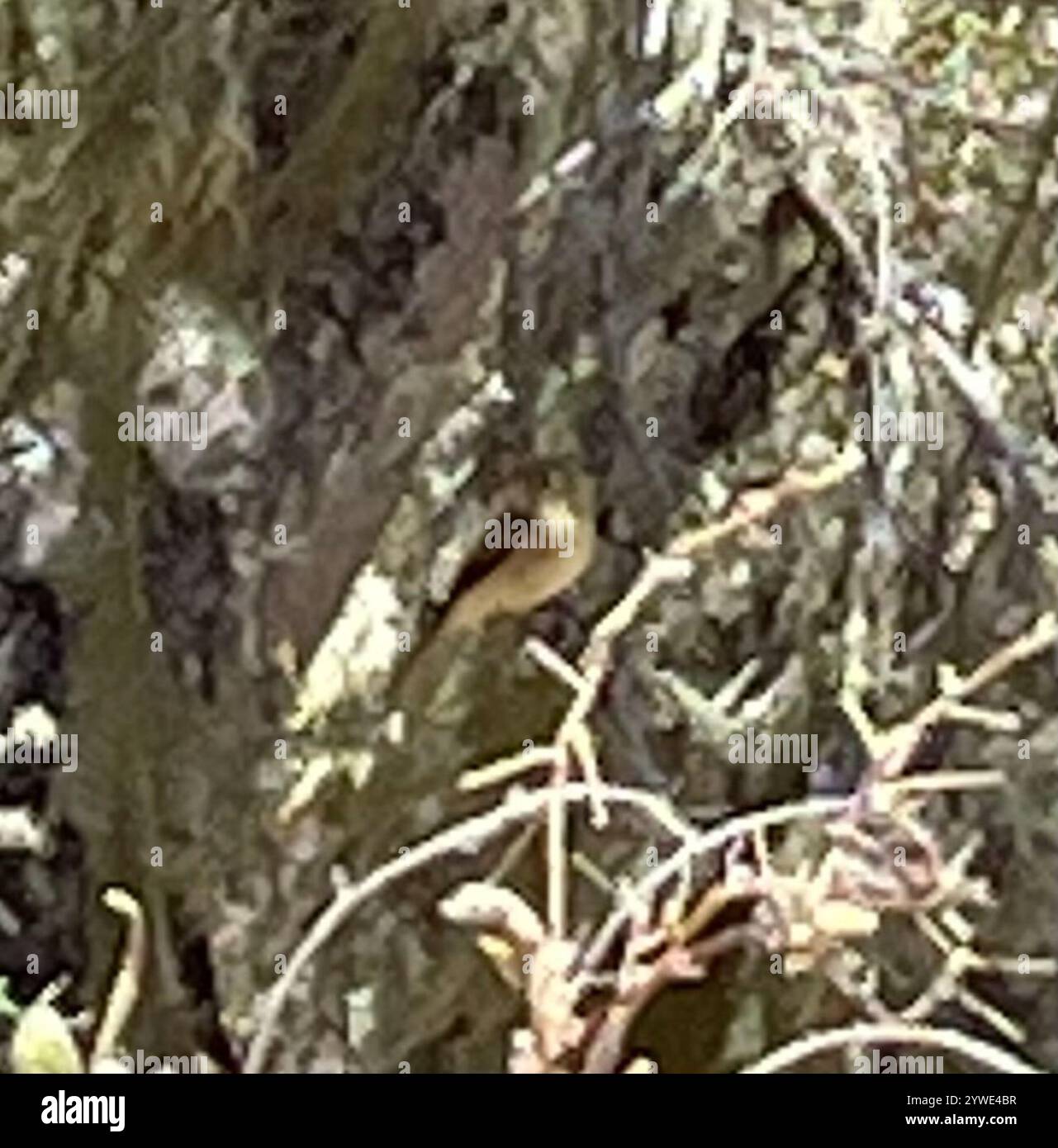 Western Flycatcher (Empidonax difficilis Stock Photo - Alamy