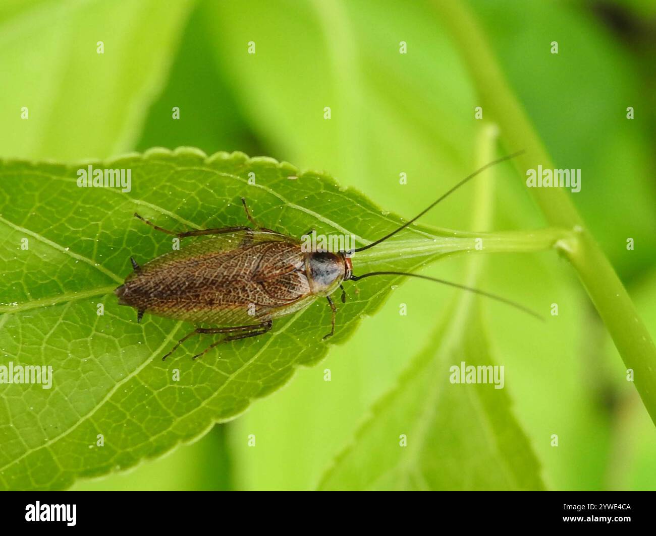 Dusky Cockroach (Ectobius lapponicus Stock Photo - Alamy