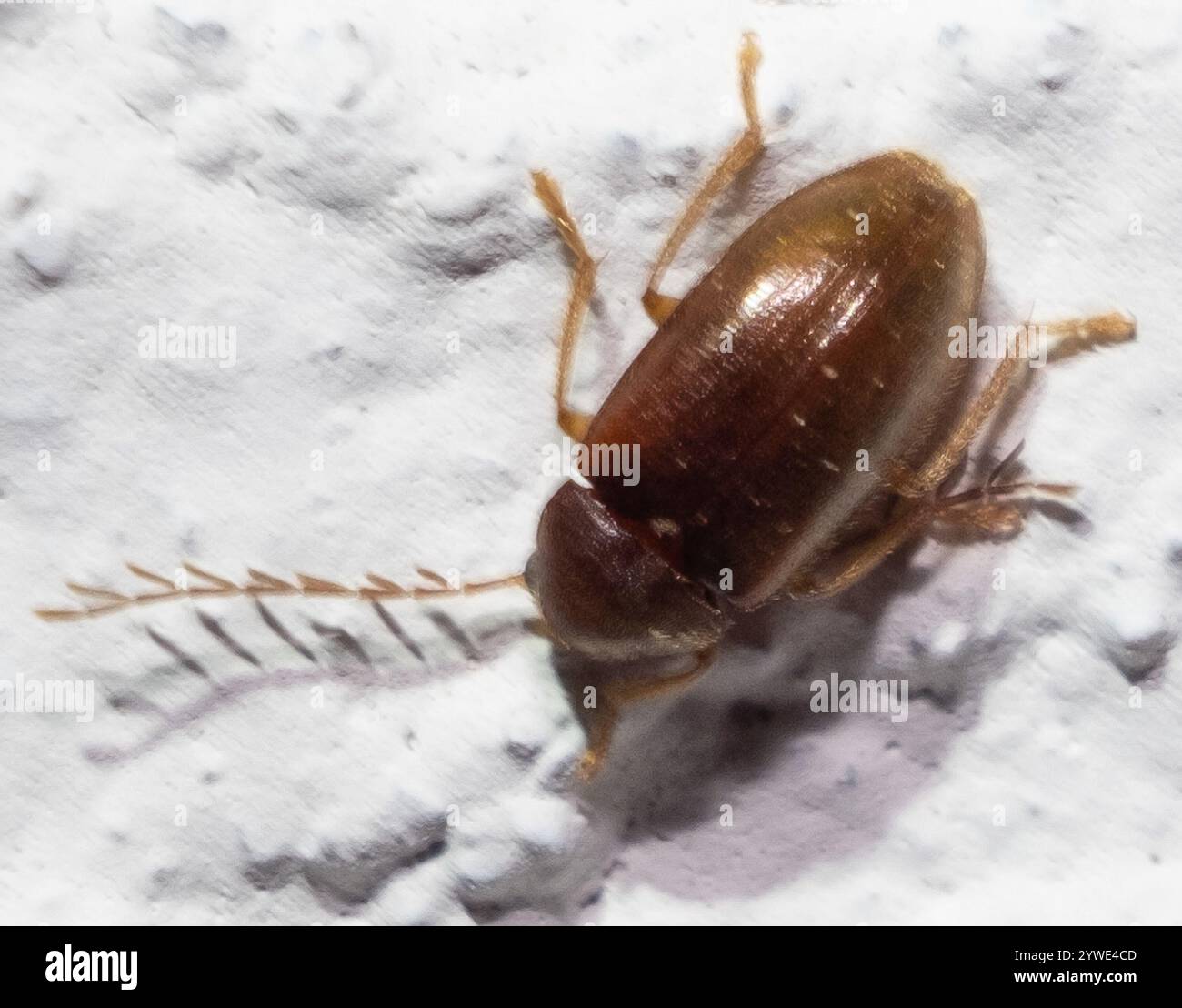 Toe-winged Beetles (Ptilodactylidae Stock Photo - Alamy