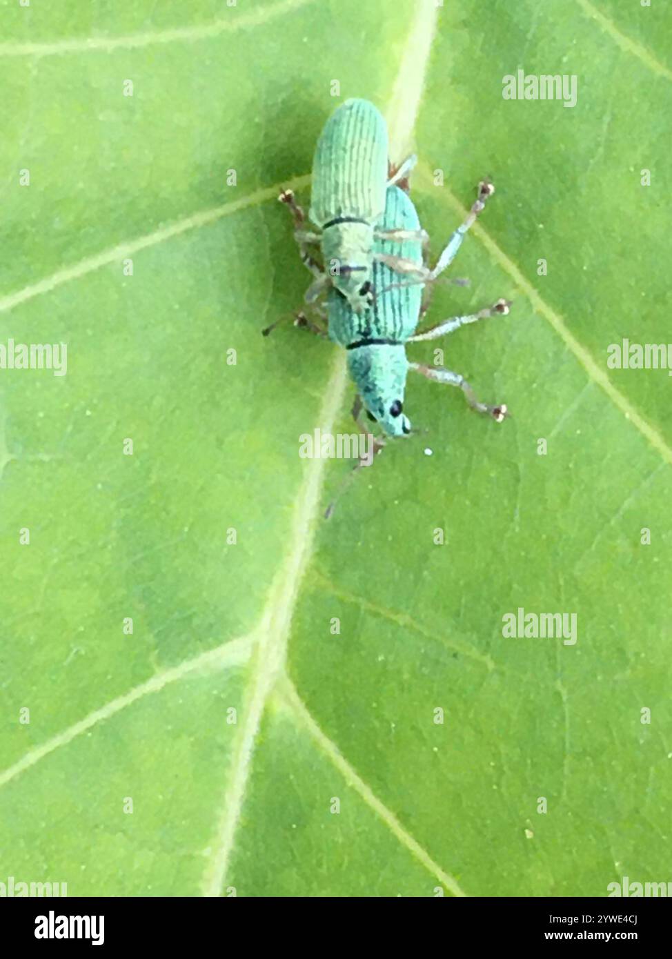 Green Immigrant Leaf Weevil (Polydrusus formosus Stock Photo - Alamy