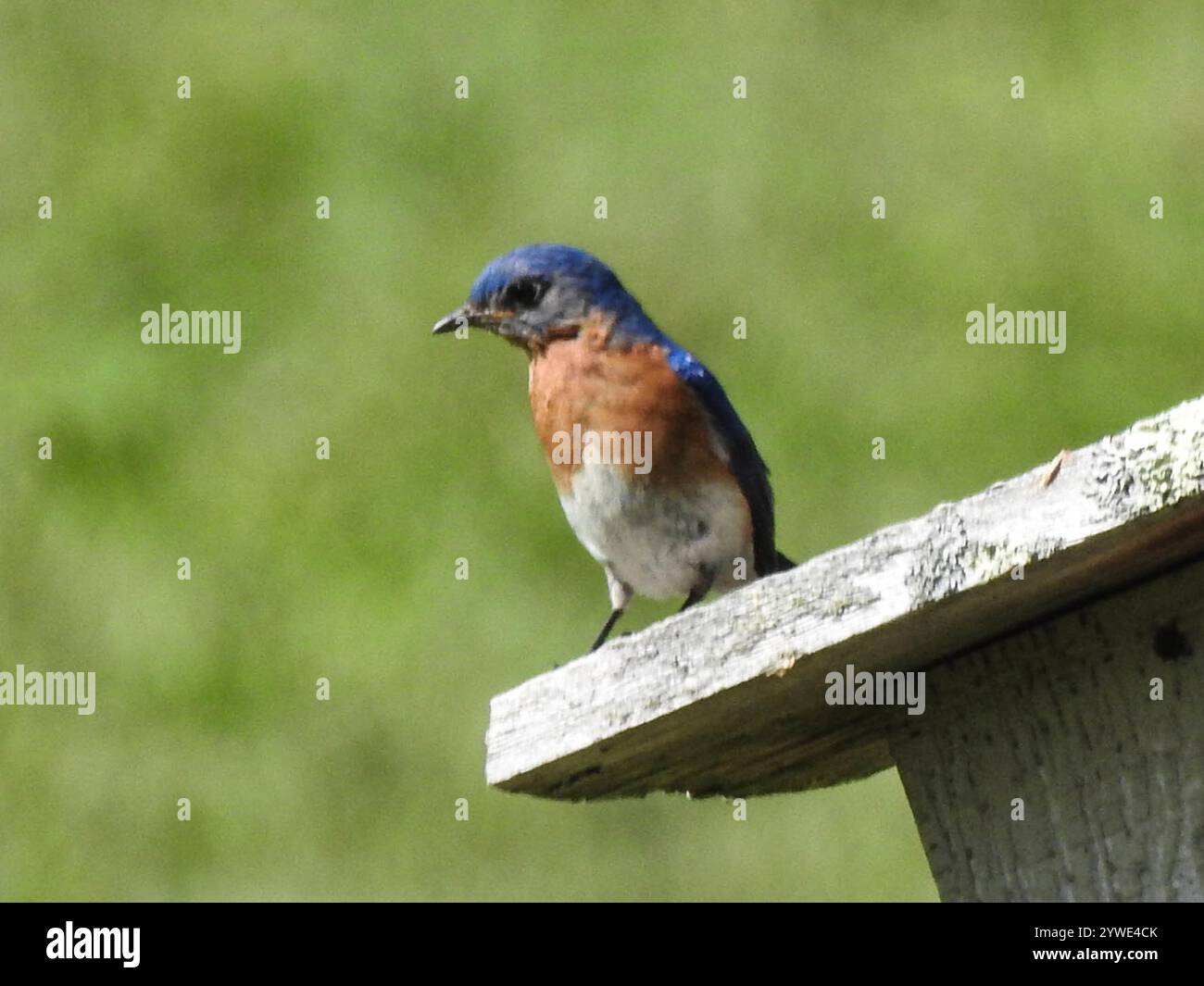 Eastern Bluebird (Sialia sialis Stock Photo - Alamy