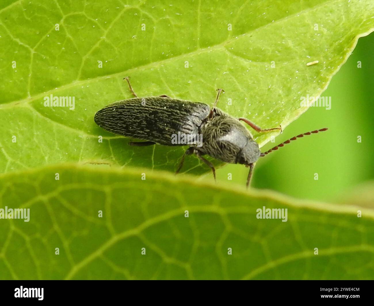 Click Beetles (Elateridae Stock Photo - Alamy