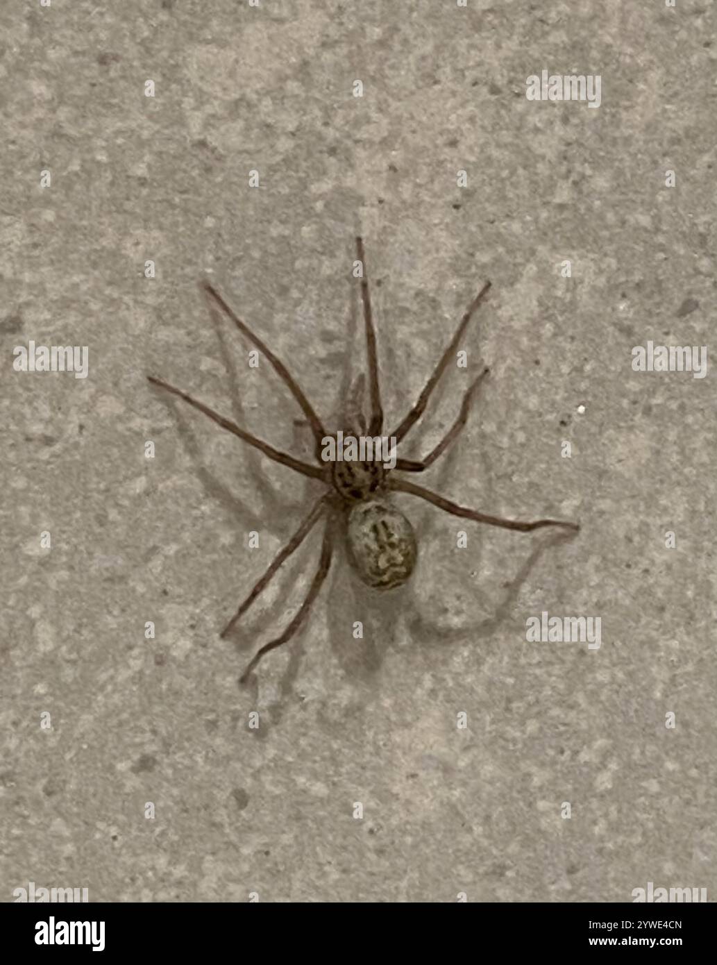 Funnel Weavers (Agelenidae Stock Photo - Alamy