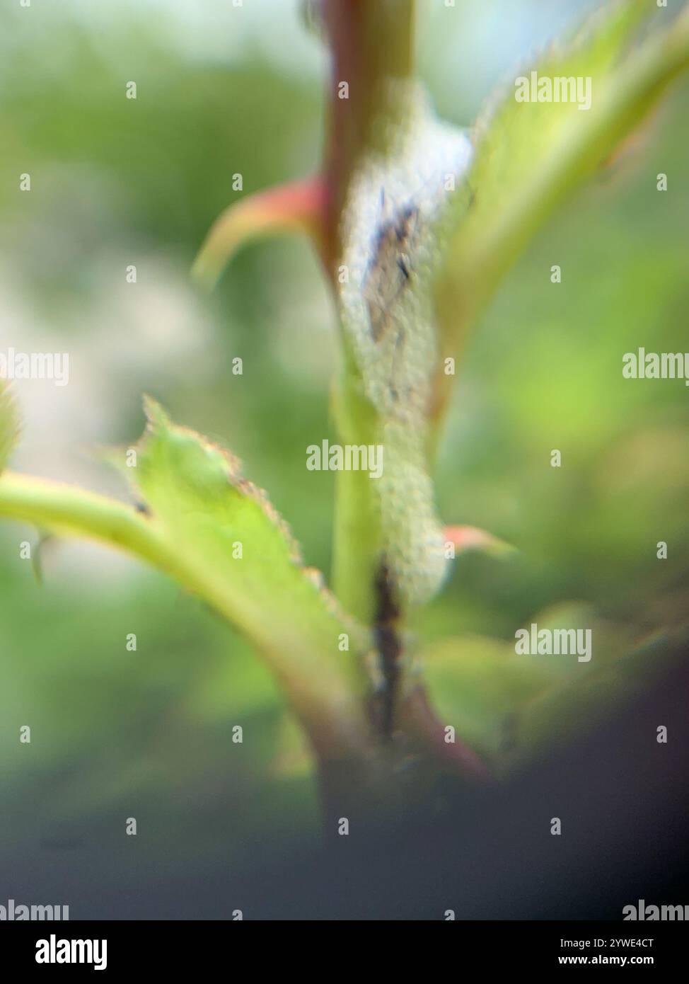 Meadow Spittlebug (Philaenus spumarius Stock Photo - Alamy
