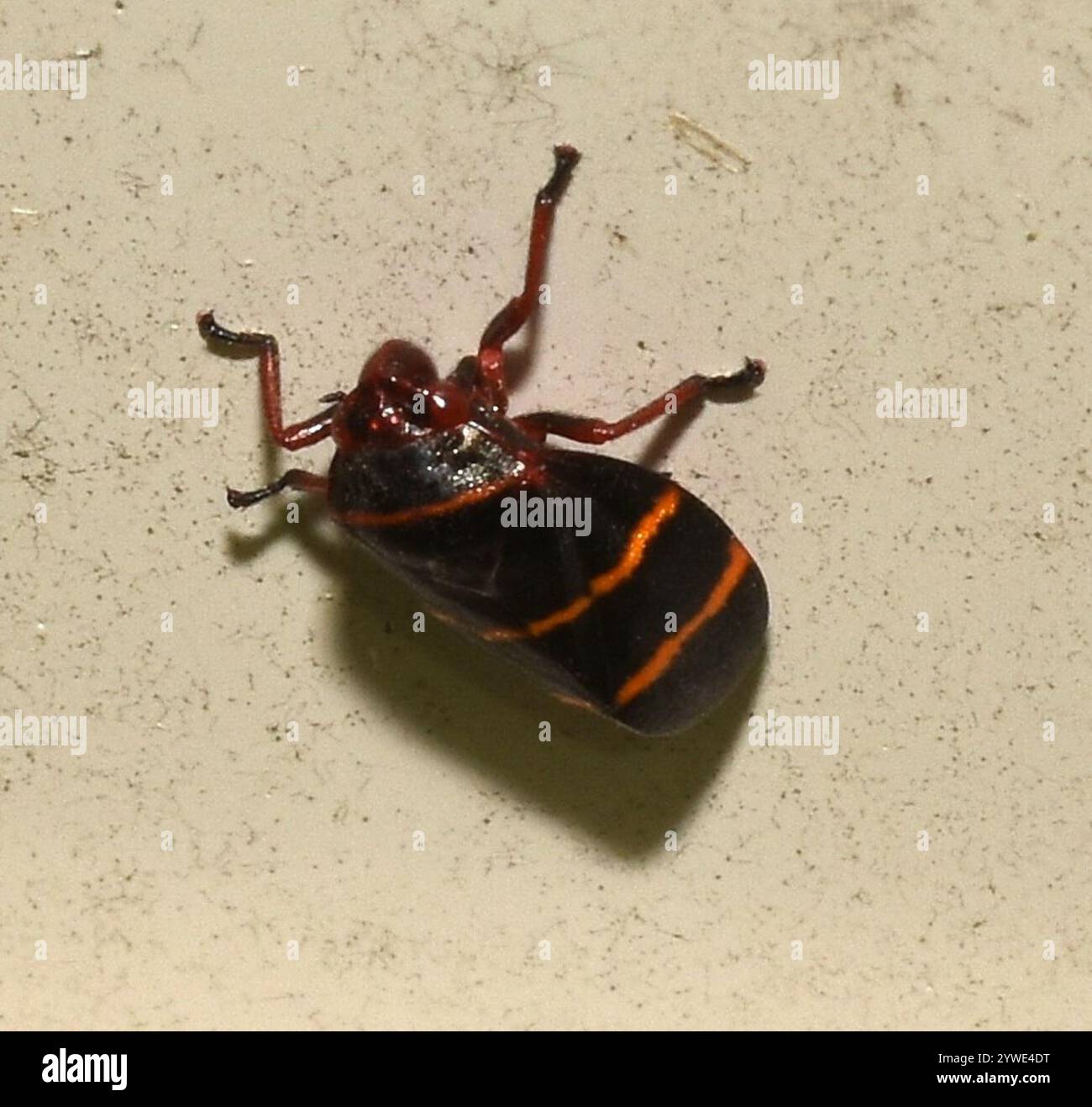 Two-lined Spittlebug (Prosapia bicincta Stock Photo - Alamy