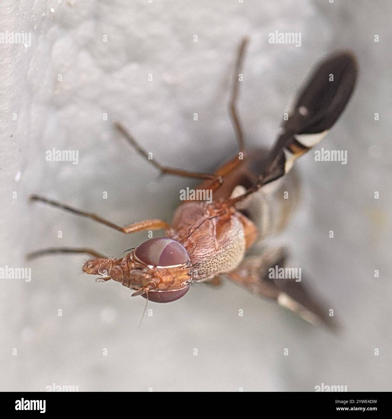 Common Picture-winged Fly (Delphinia picta Stock Photo - Alamy
