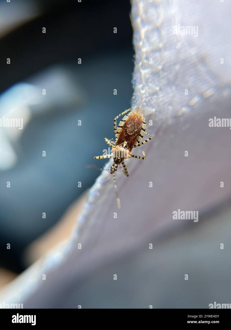 Ringed Assassin Bug (Pselliopus cinctus Stock Photo - Alamy
