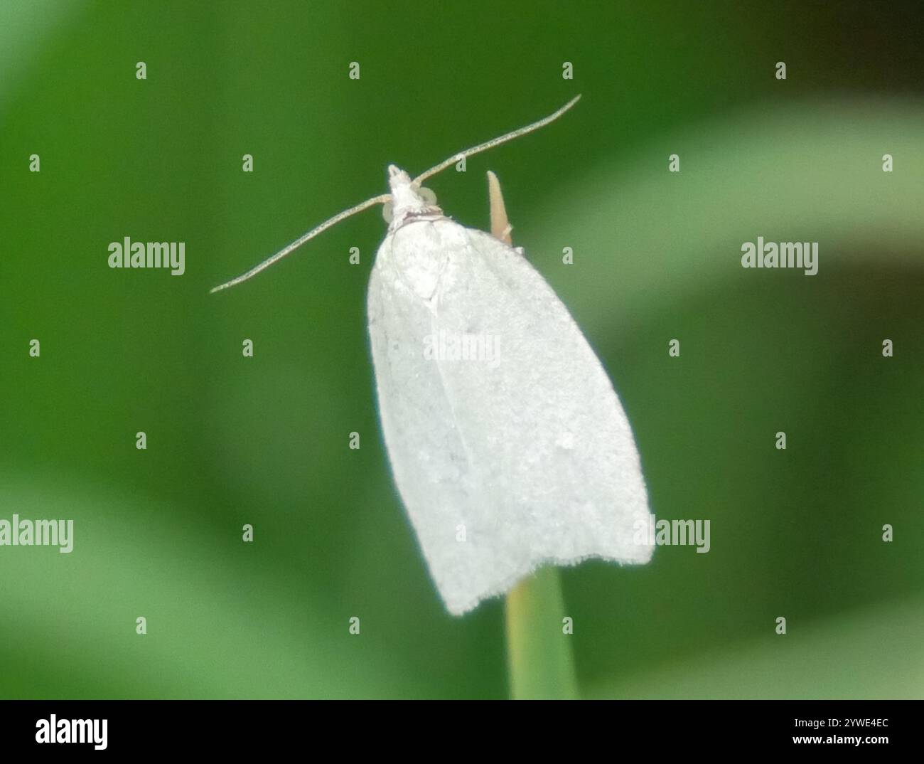 Green Oak Tortrix (Tortrix viridana Stock Photo - Alamy