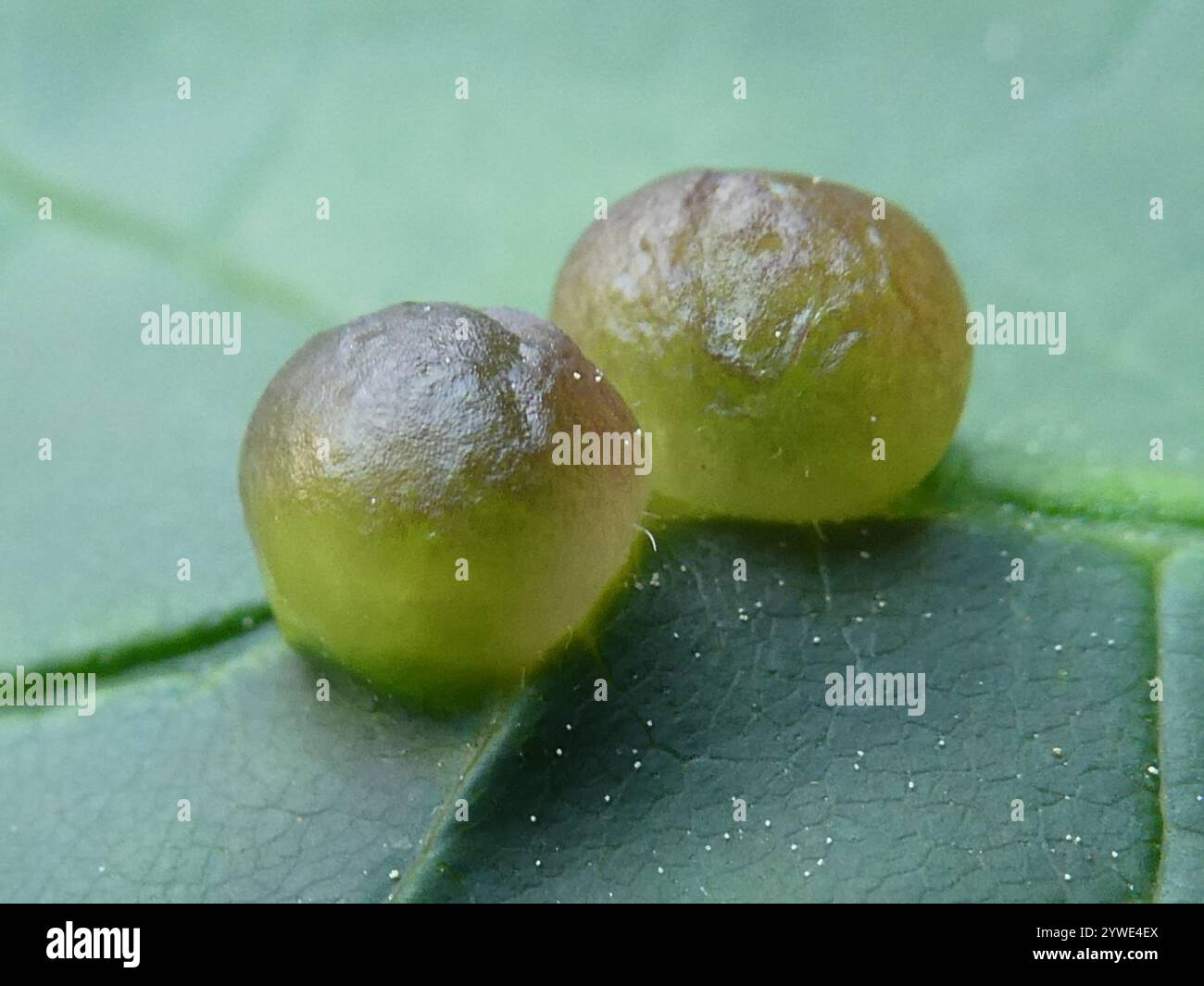 ash bullet gall midge (Dasineura pellex Stock Photo - Alamy