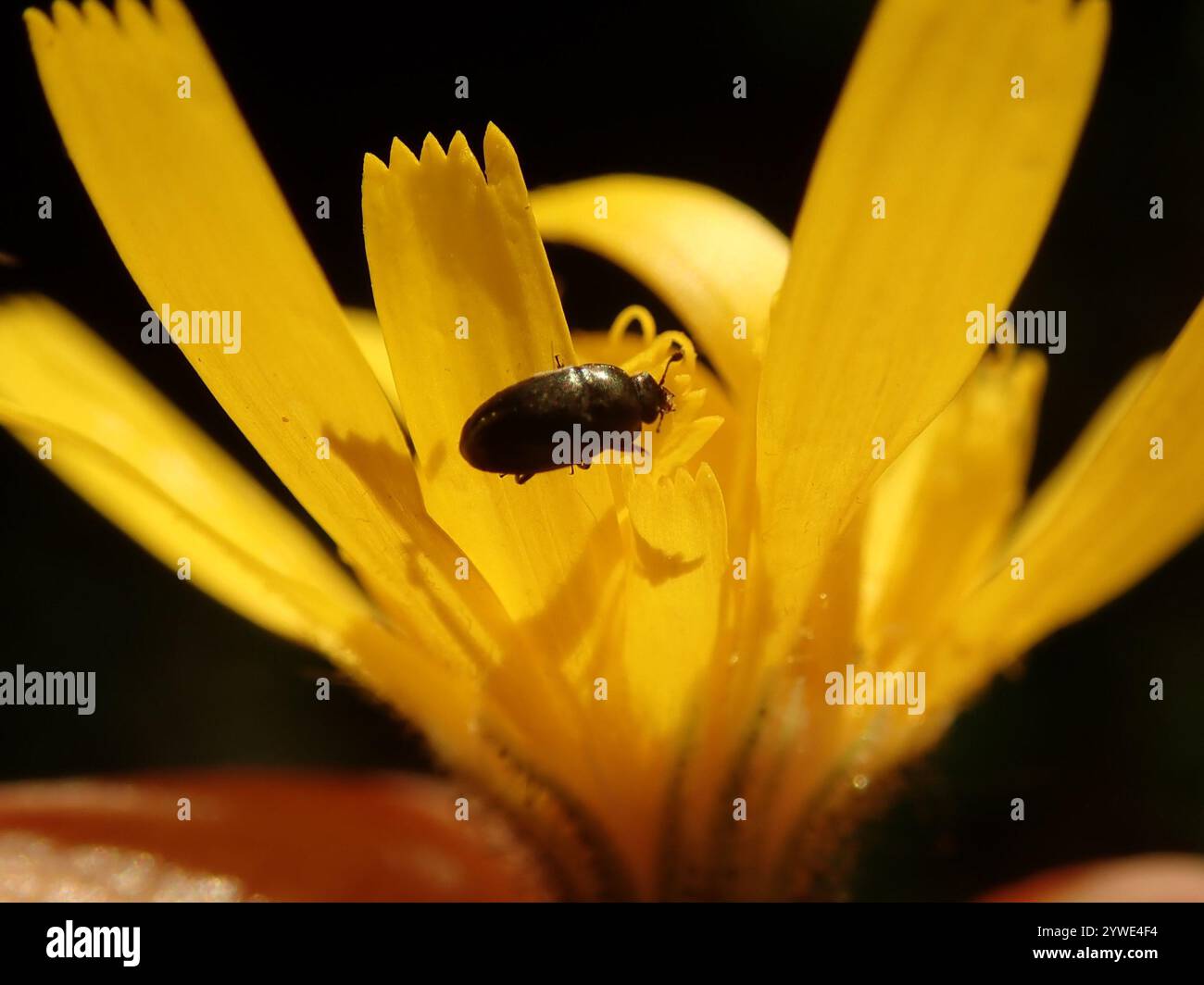 Common Pollen Beetle (Brassicogethes aeneus Stock Photo - Alamy