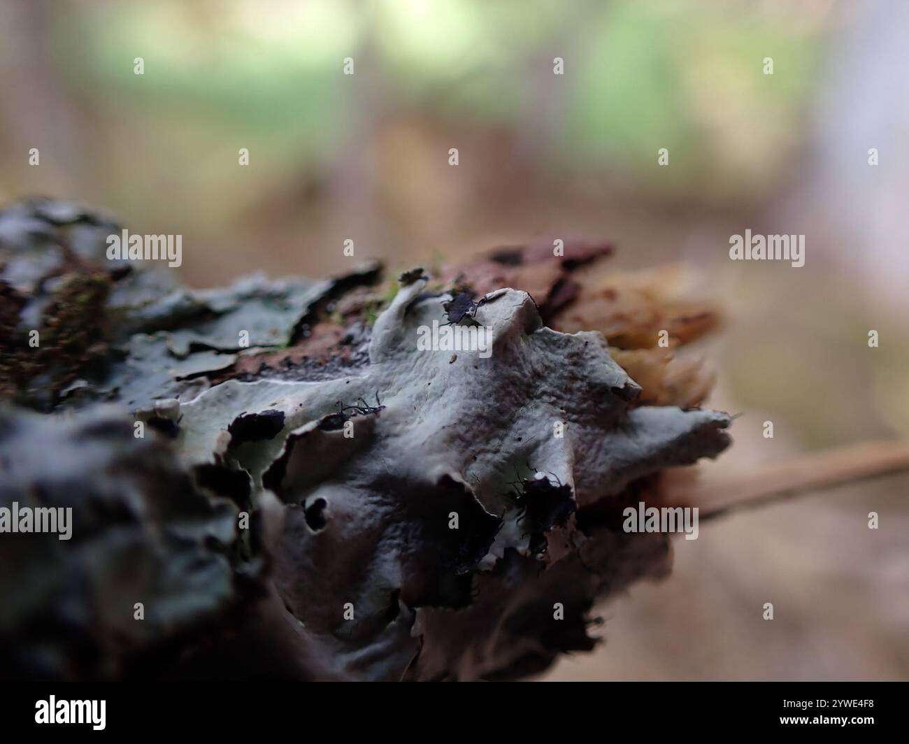 Ruffle Lichens (Parmotrema Stock Photo - Alamy
