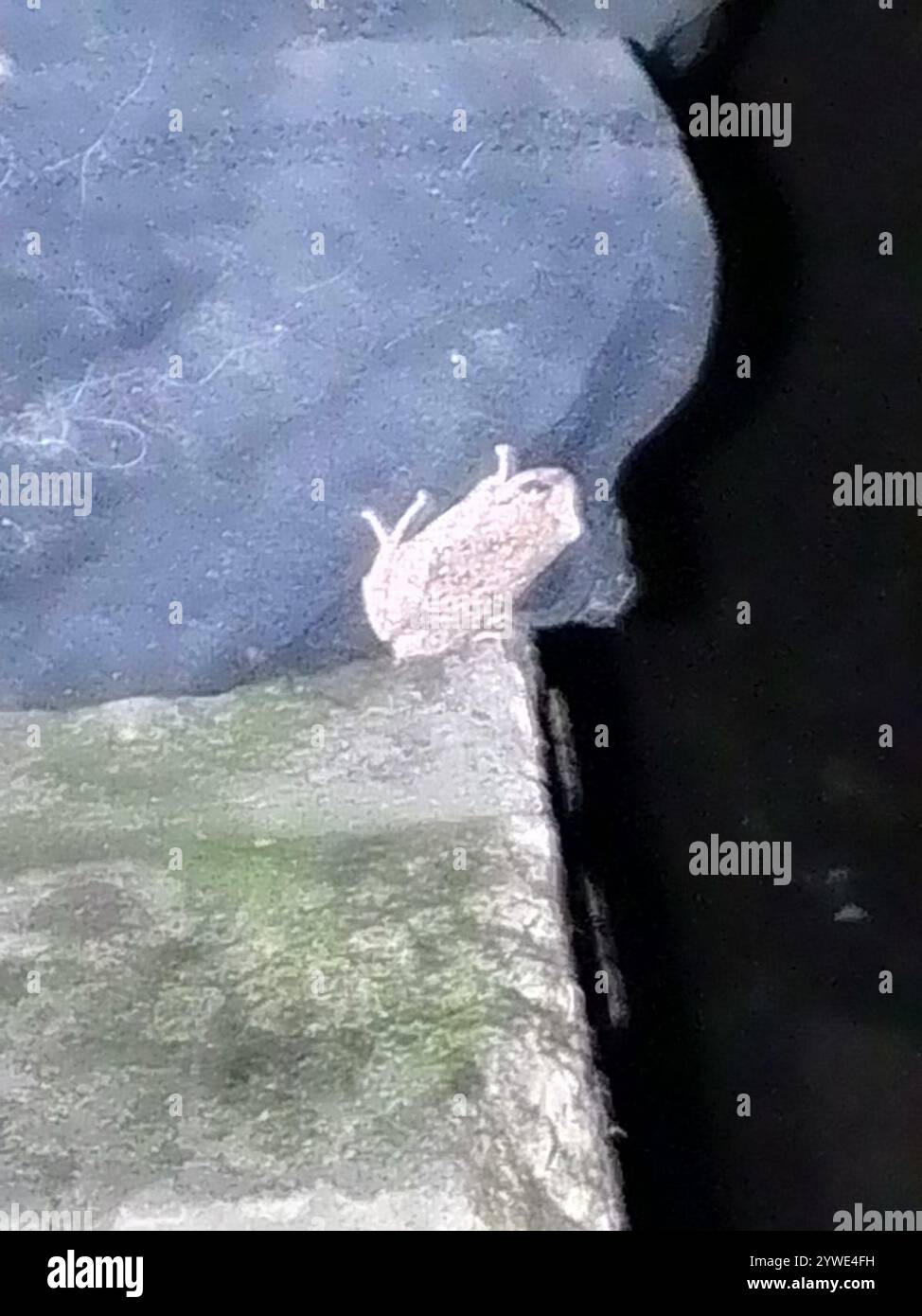 Striped Robber Frog (Pristimantis unistrigatus Stock Photo - Alamy