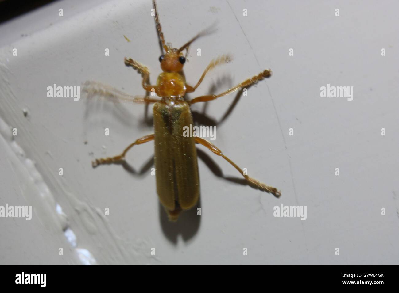 Red Soldier Beetle (Cantharis rufa Stock Photo - Alamy