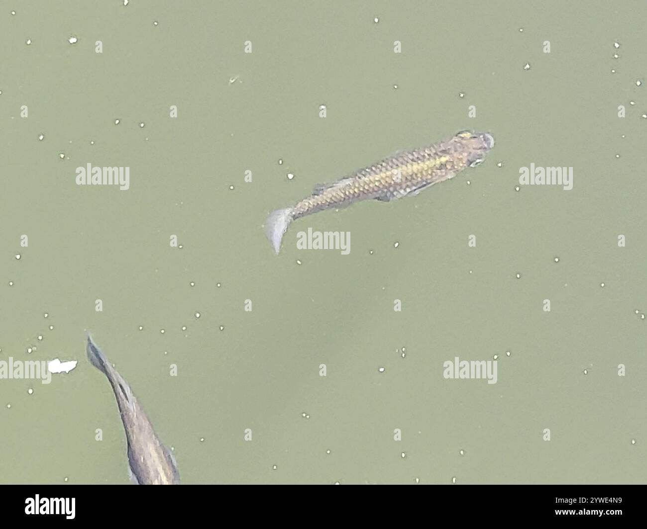 Western Mosquitofish (Gambusia affinis Stock Photo - Alamy