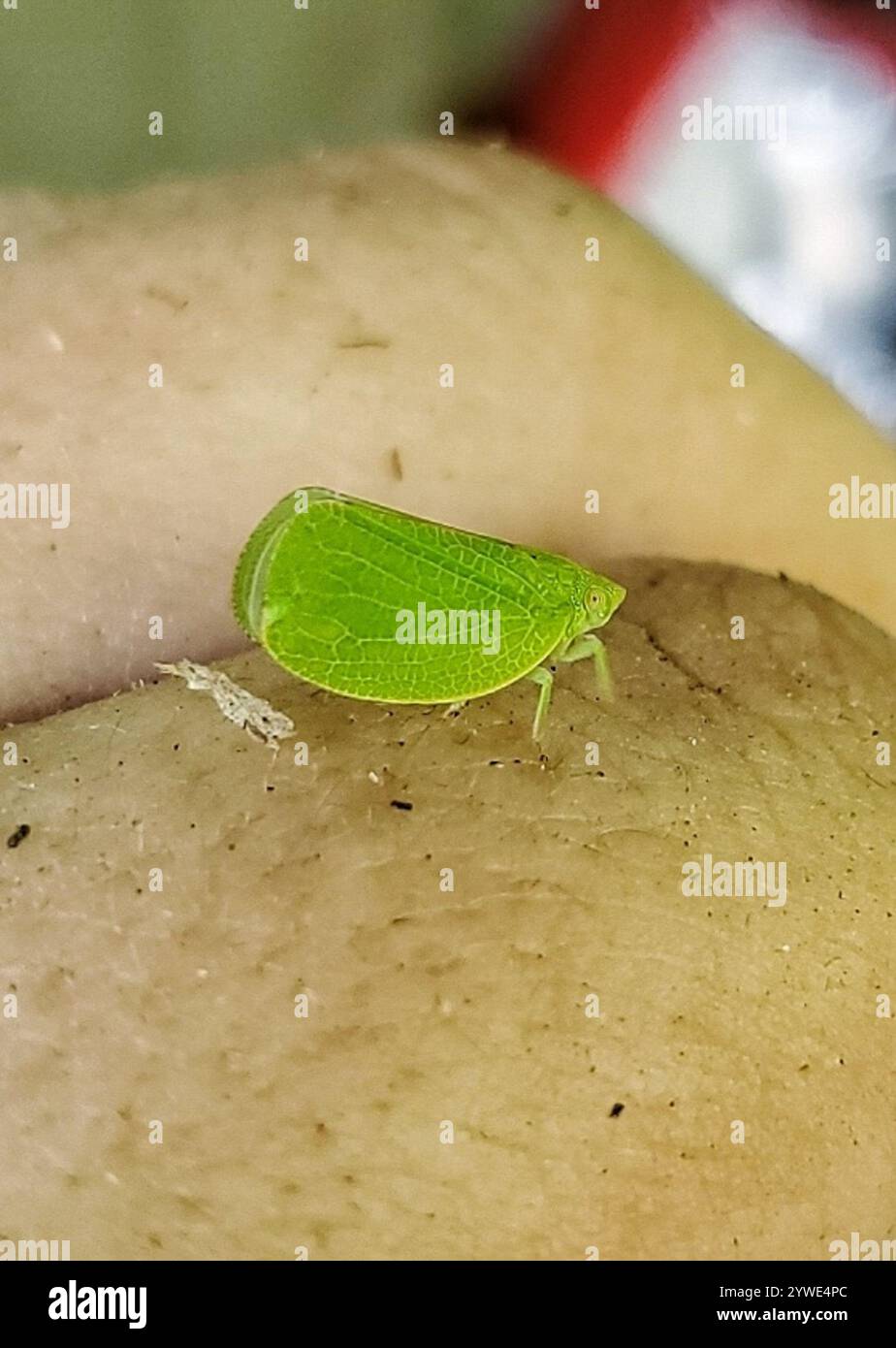Green Cone-headed Planthopper (Acanalonia conica Stock Photo - Alamy