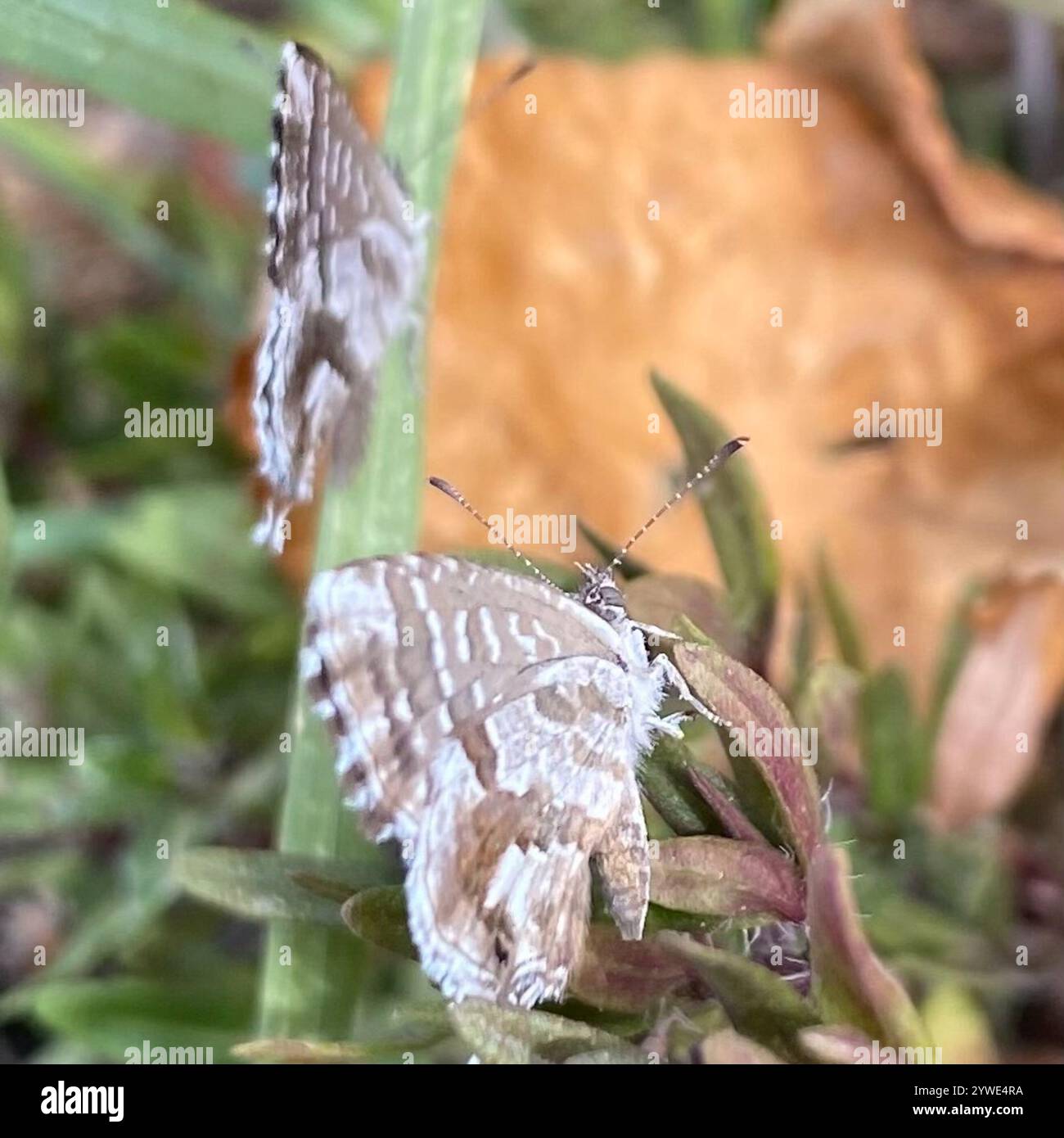 Common Geranium-bronze (Cacyreus marshalli Stock Photo - Alamy