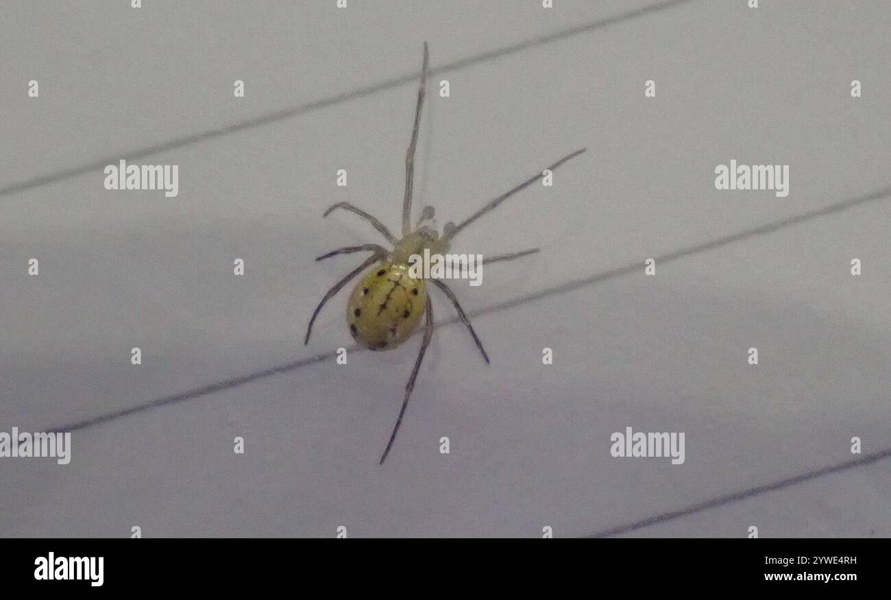 Common candy-striped spider (Enoplognatha ovata Stock Photo - Alamy