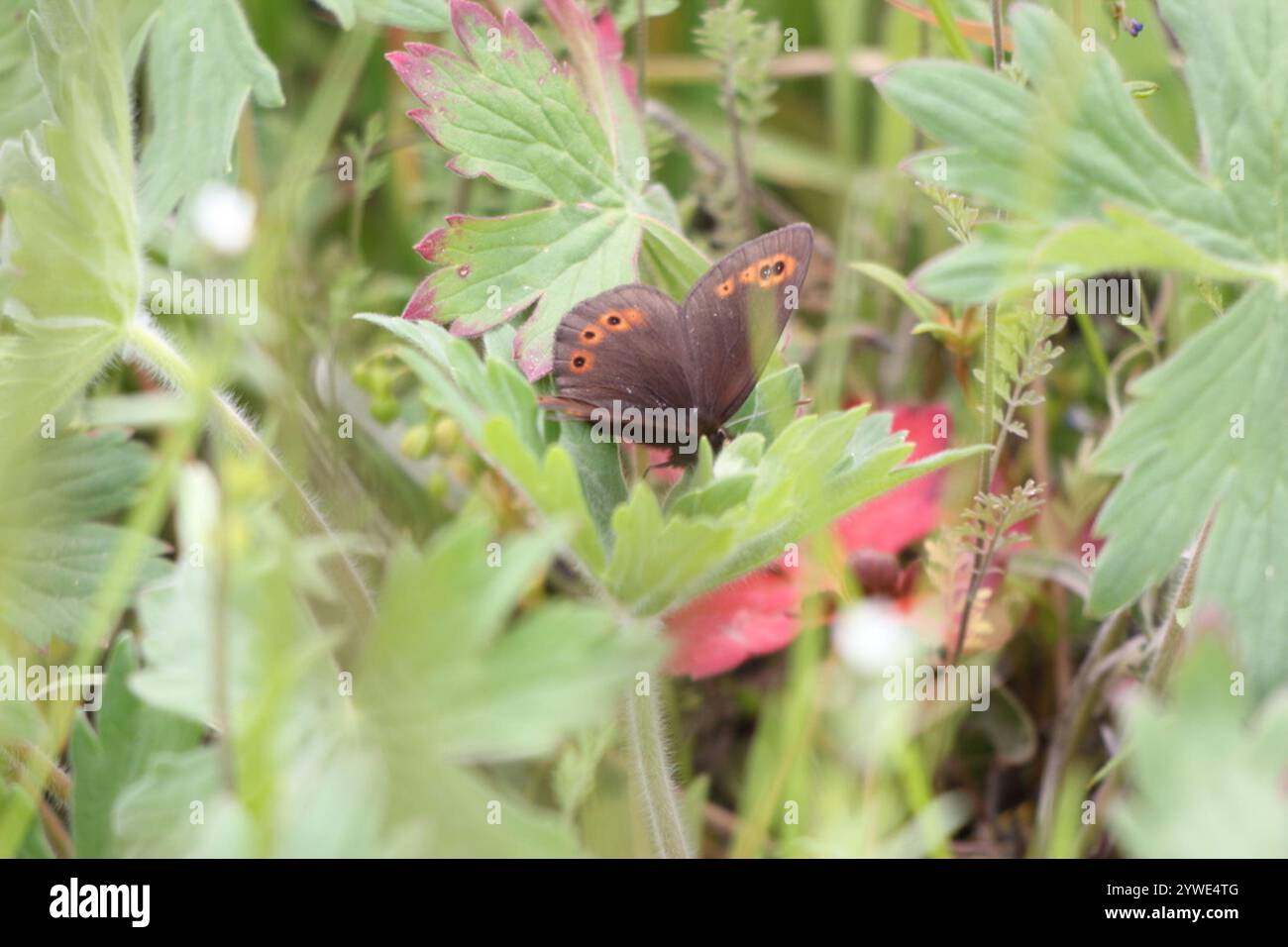 Common Alpine (Erebia epipsodea Stock Photo - Alamy