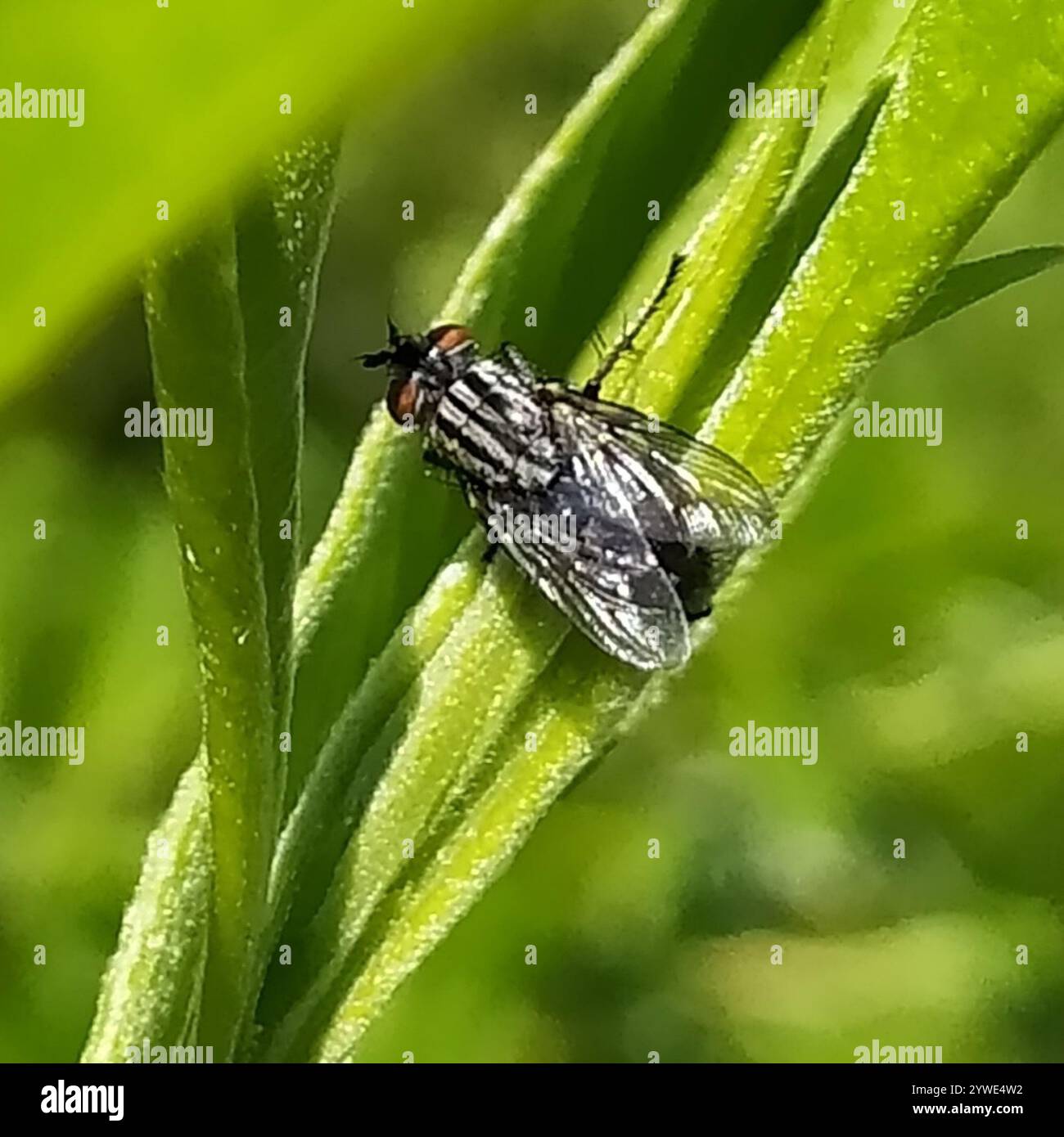 Common Flesh Flies (Sarcophaga Stock Photo - Alamy